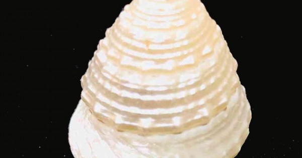 Moti Shankh, Mother of Pearl, Pearl Conch, SHANKH Price- 250/- rs