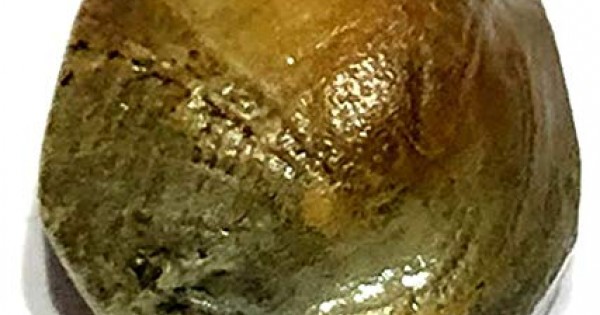 मच्छ मणि (MACHMANI STONE) स्टोन के फायदे व धारण करने की विधि